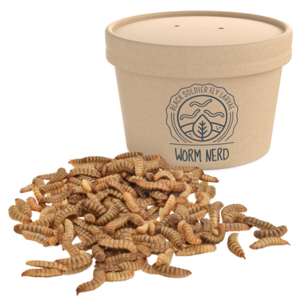 Dried Mealworms | Worm Nerd