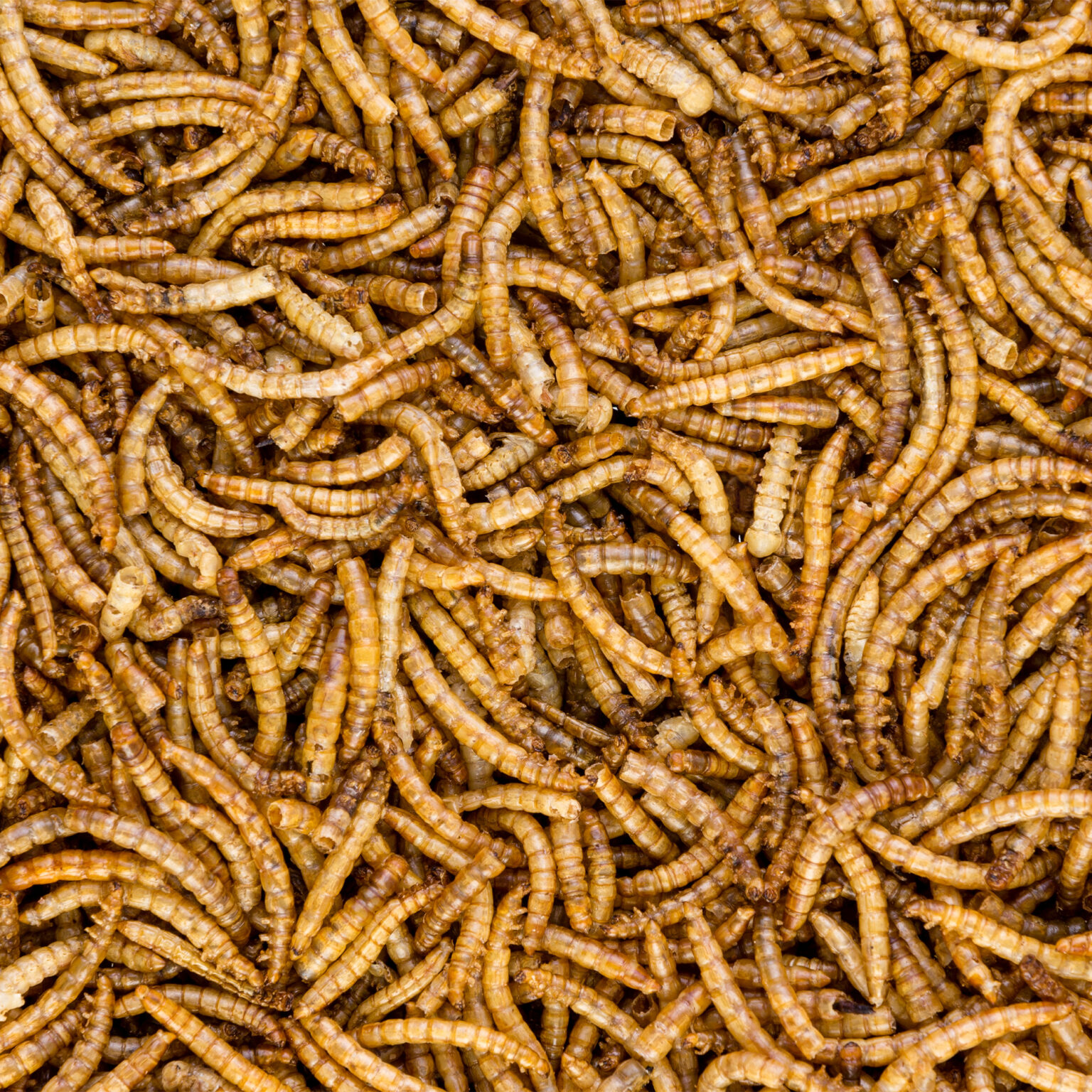 Dried Mealworms | Worm Nerd