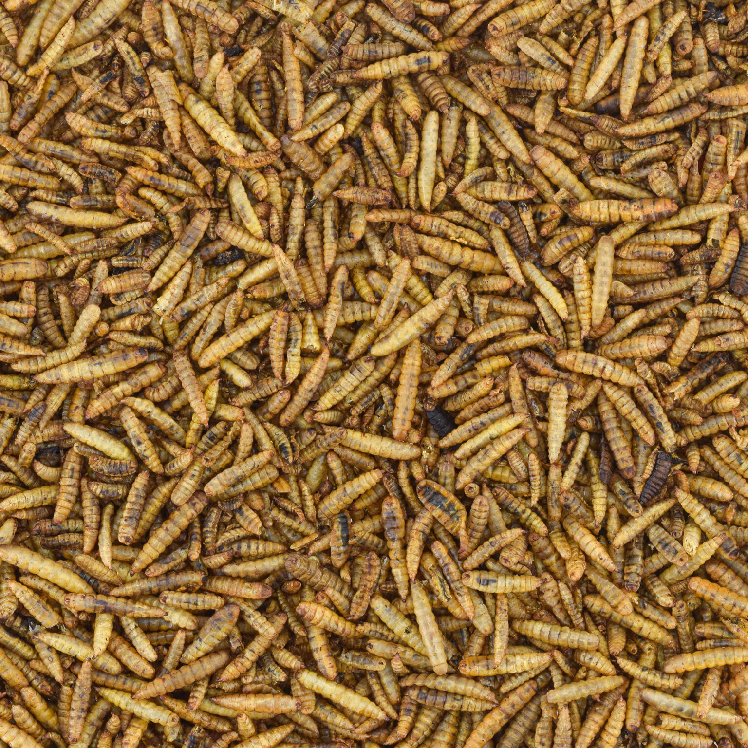 Dried Black Soldier Fly Larvae | Worm Nerd